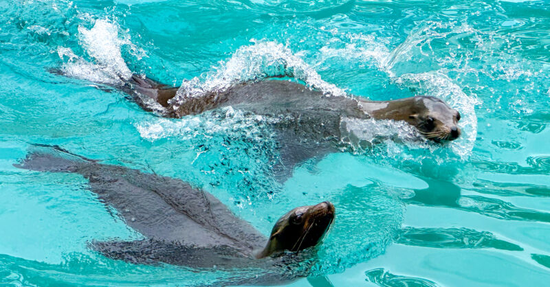 Sea Lion Splash at The Kansas City Zoo - Alpha-Omega Geotech, Inc.